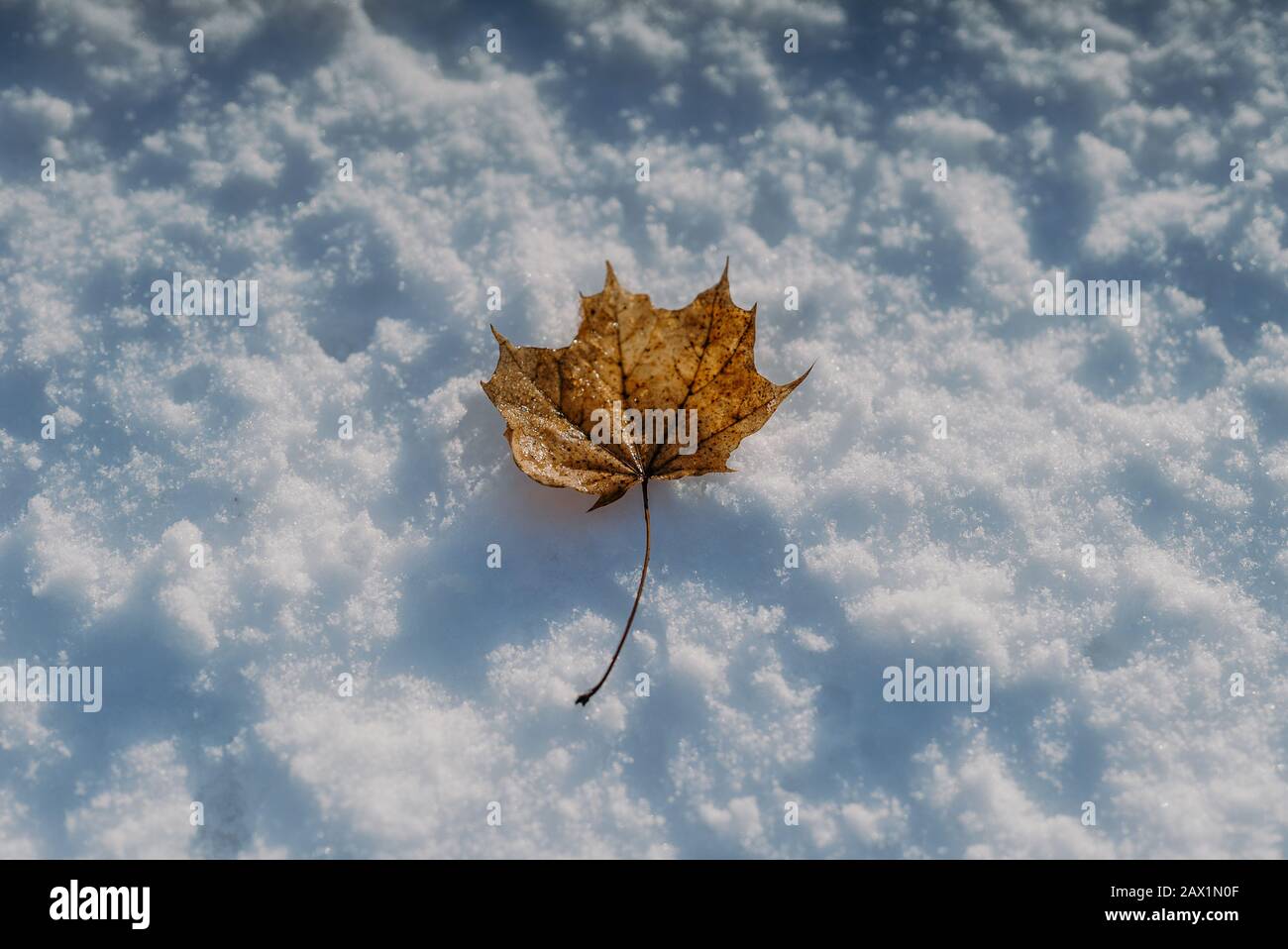 Fallen maple leaf covered hi-res stock photography and images - Alamy