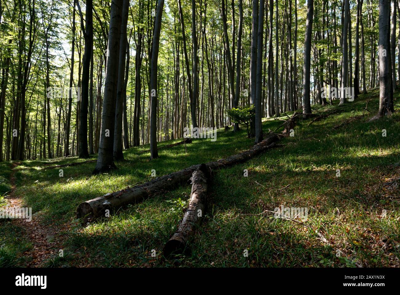 Wienerwald hi-res stock photography and images - Alamy