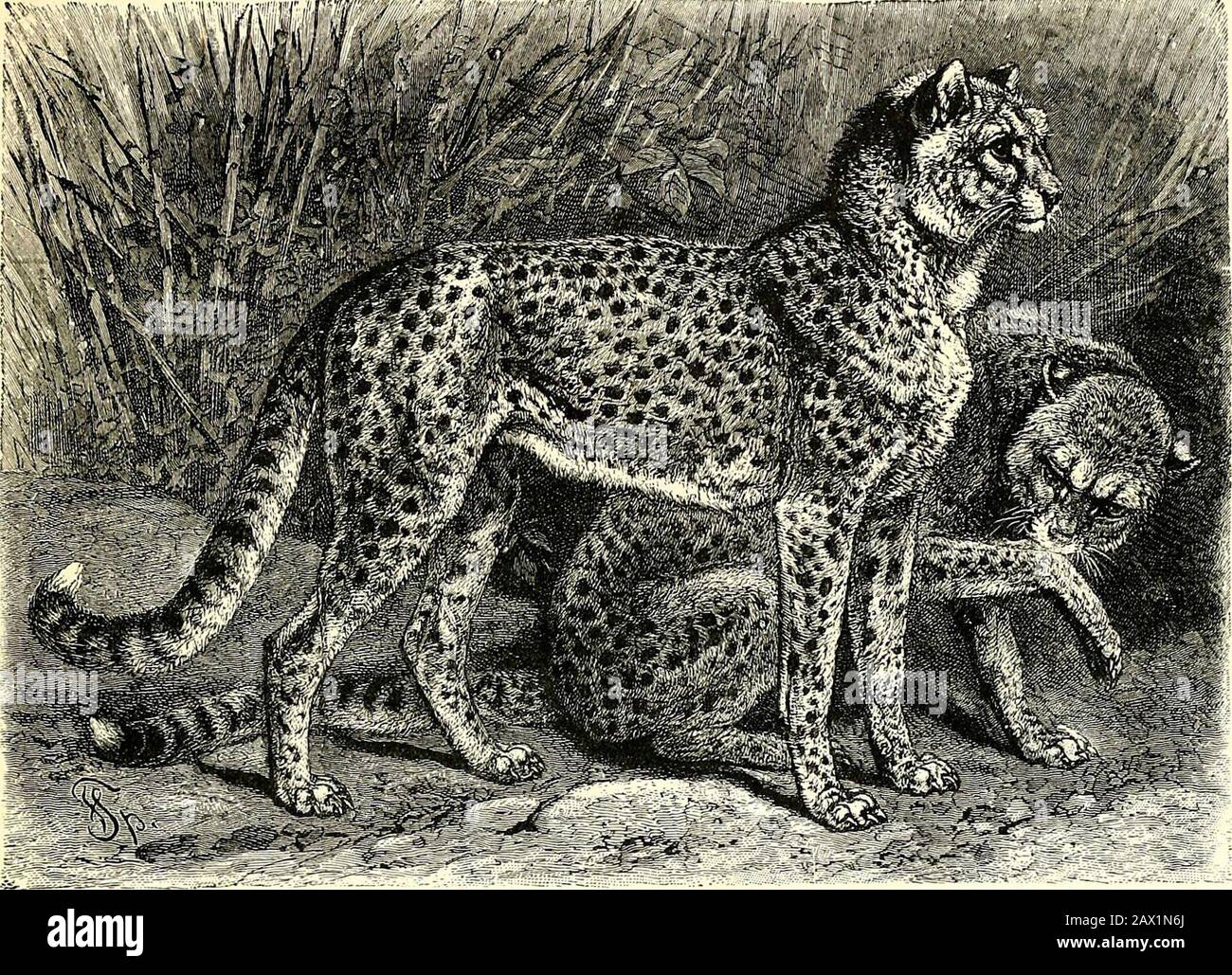 Cheetah hunting india hi-res stock photography and images - Alamy