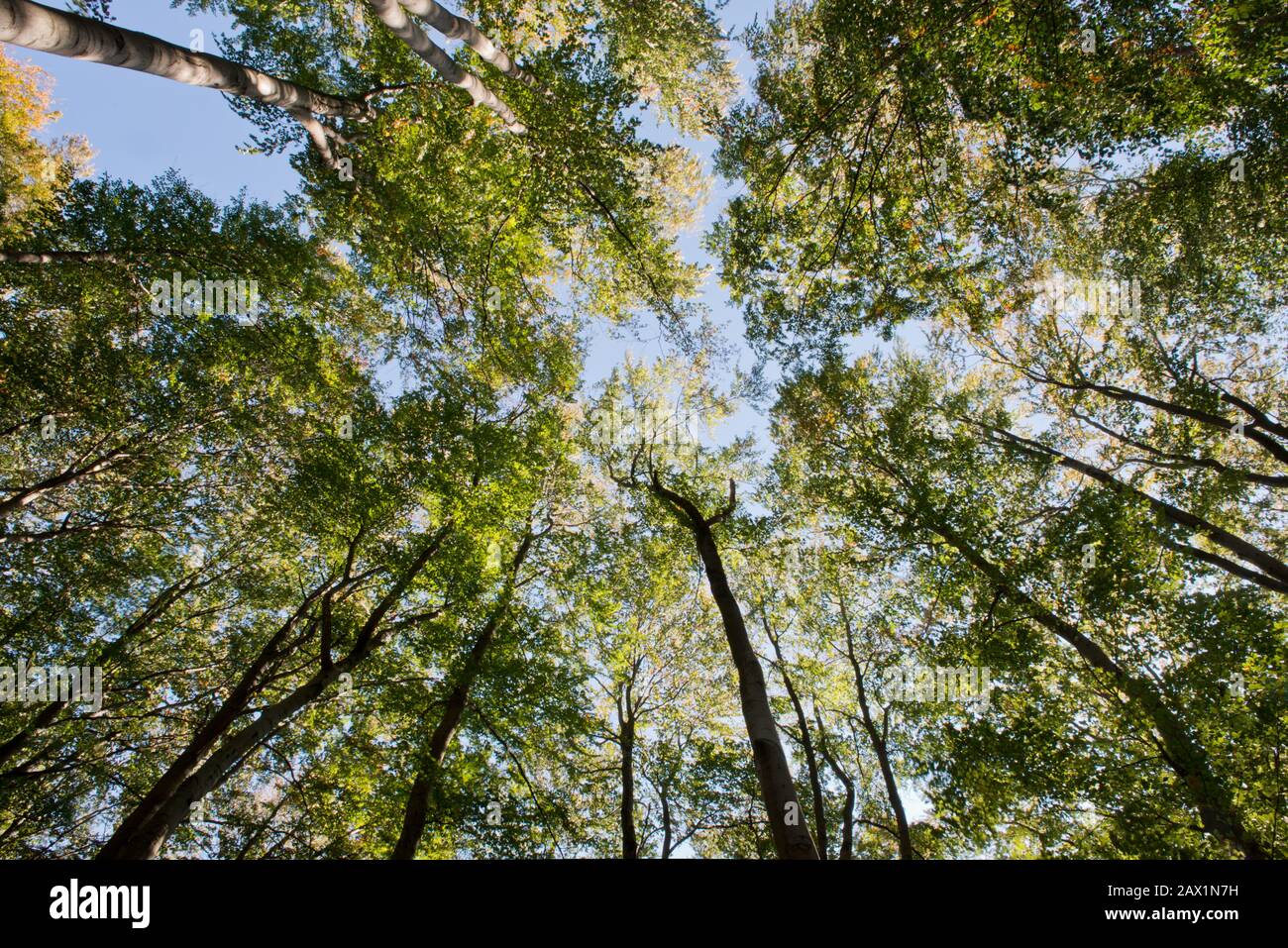 Wienerwald hi-res stock photography and images - Alamy