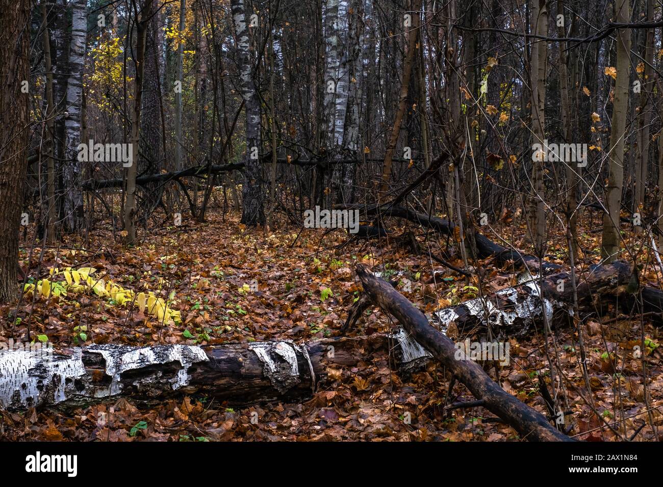 Autumn abandoned forest with decaying trunks of fallen trees on a ...