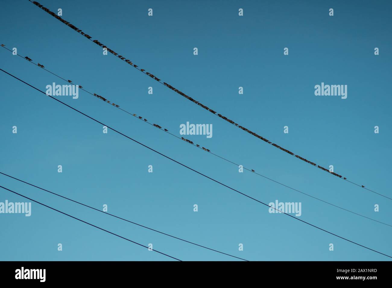 birds sitting on cables of power lines over sky Stock Photo - Alamy