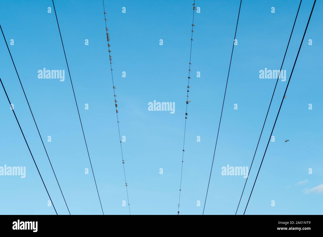 birds sitting on cables of power lines over sky Stock Photo - Alamy