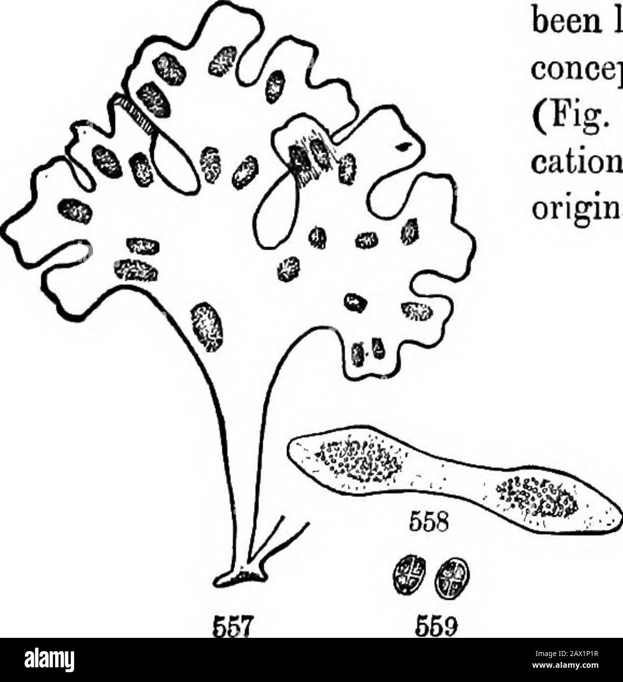 Thallophytes hi-res stock photography and images - Alamy