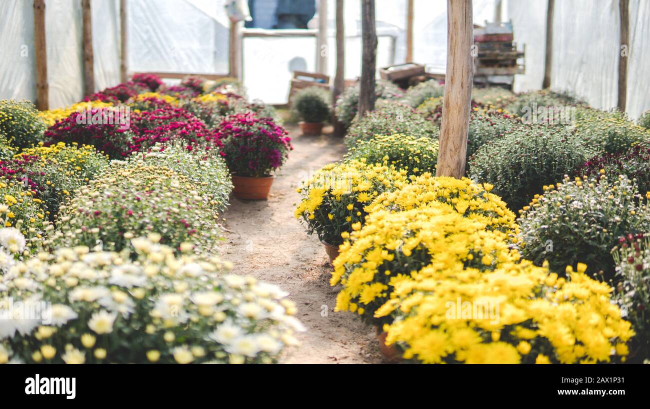 a lot of colorful chrysanthemum flowers inside of a greenhouse Stock ...