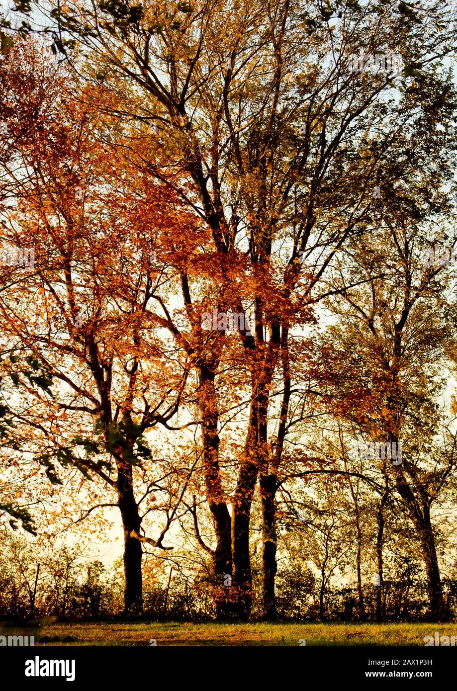 Autumn trees vertical landscape Stock Photo - Alamy