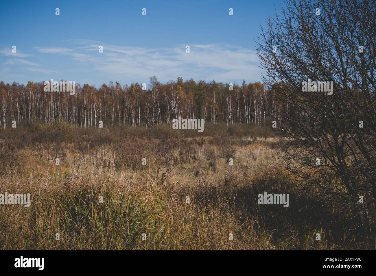 autumn natural landscape with swamps covered in phragmites and forest ...