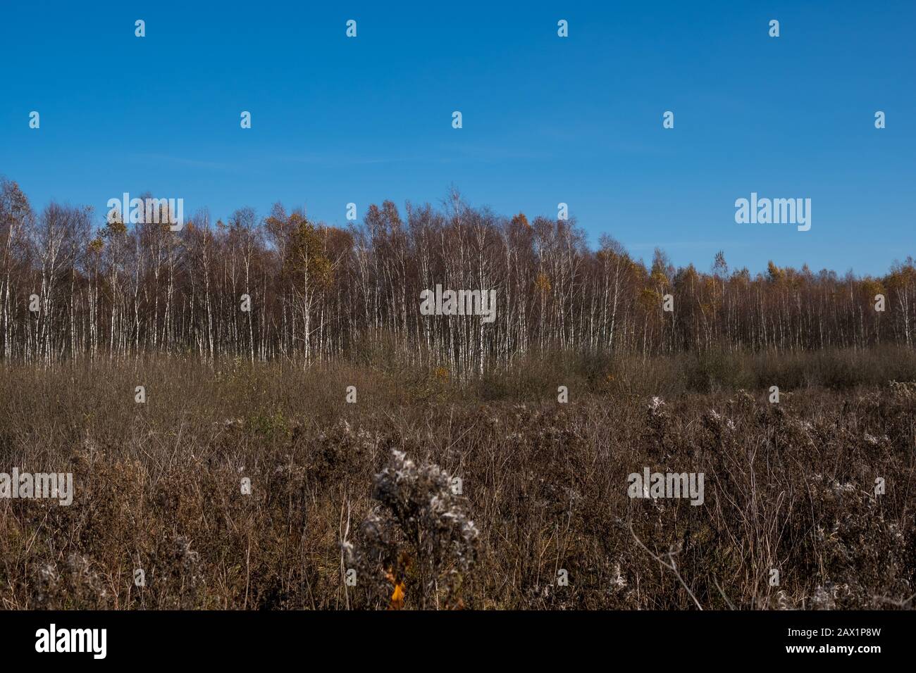 autumn natural landscape with swamps covered in phragmites and forest ...