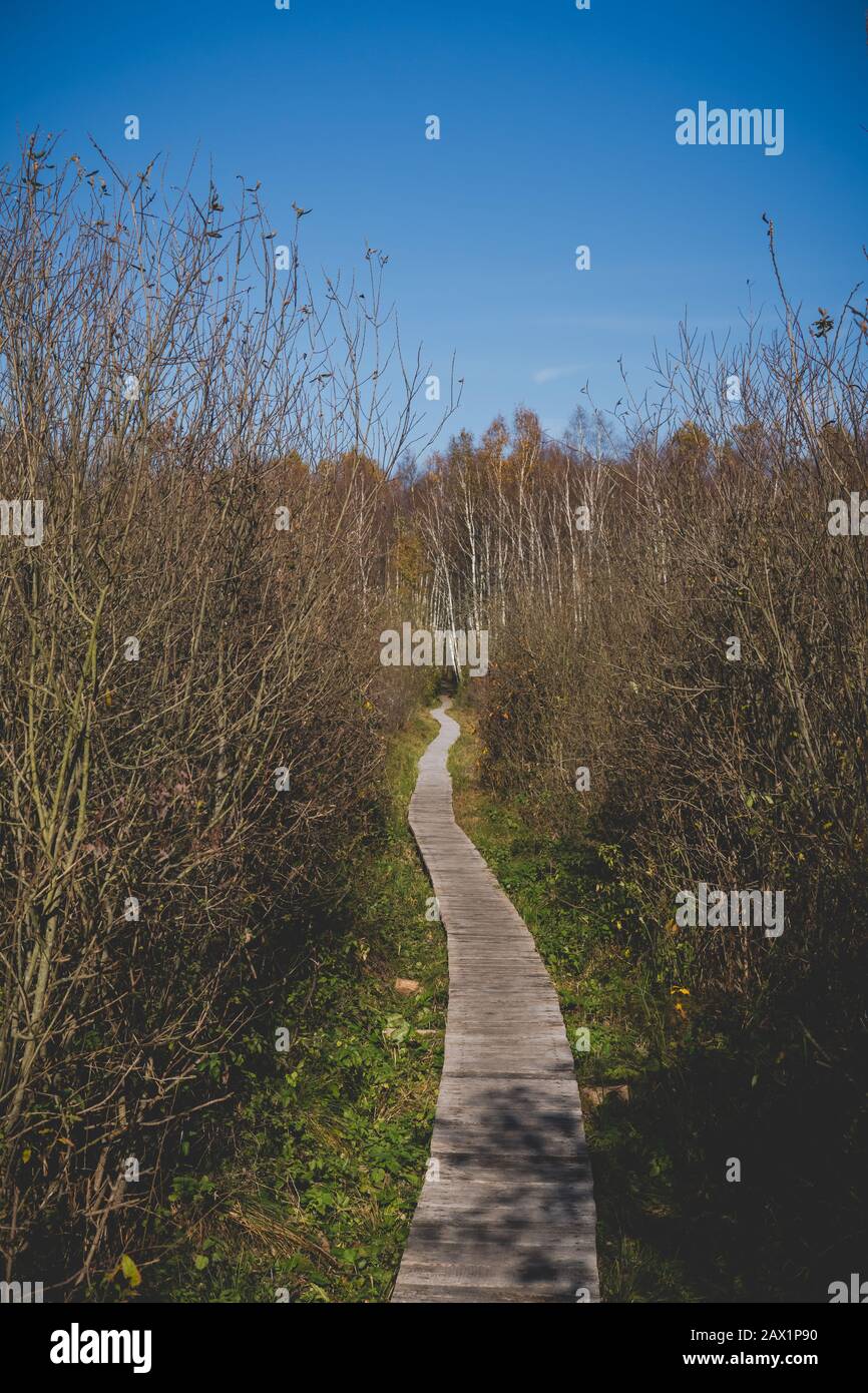 wooden path through a marsh terrain with trees growing on both sides ...