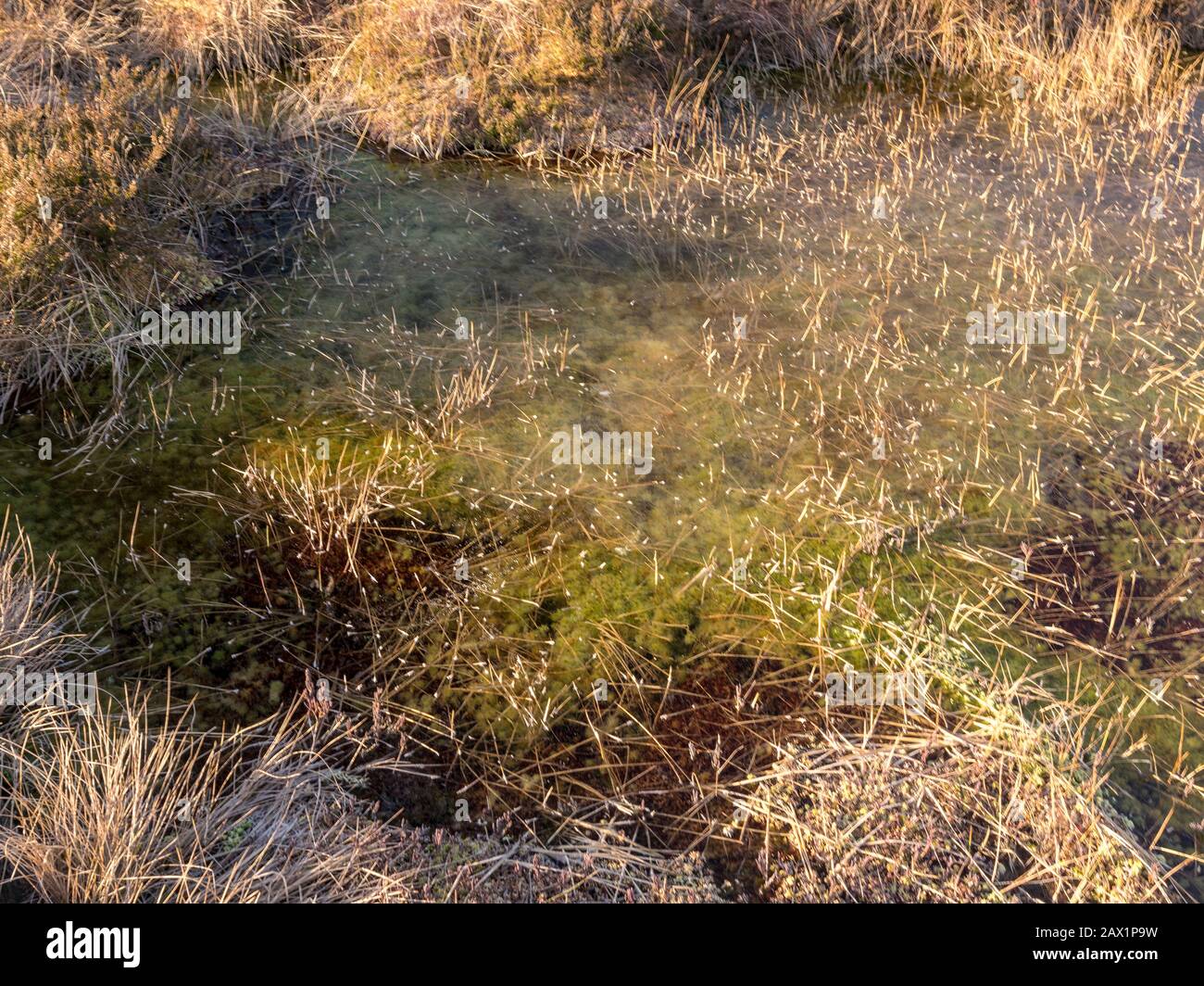 abstract dry frosted grass texture Stock Photo - Alamy