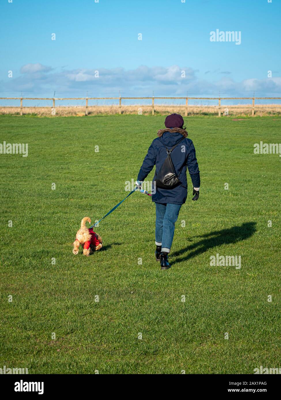 Woman with cockapoo puppy on lead walking Stock Photo - Alamy