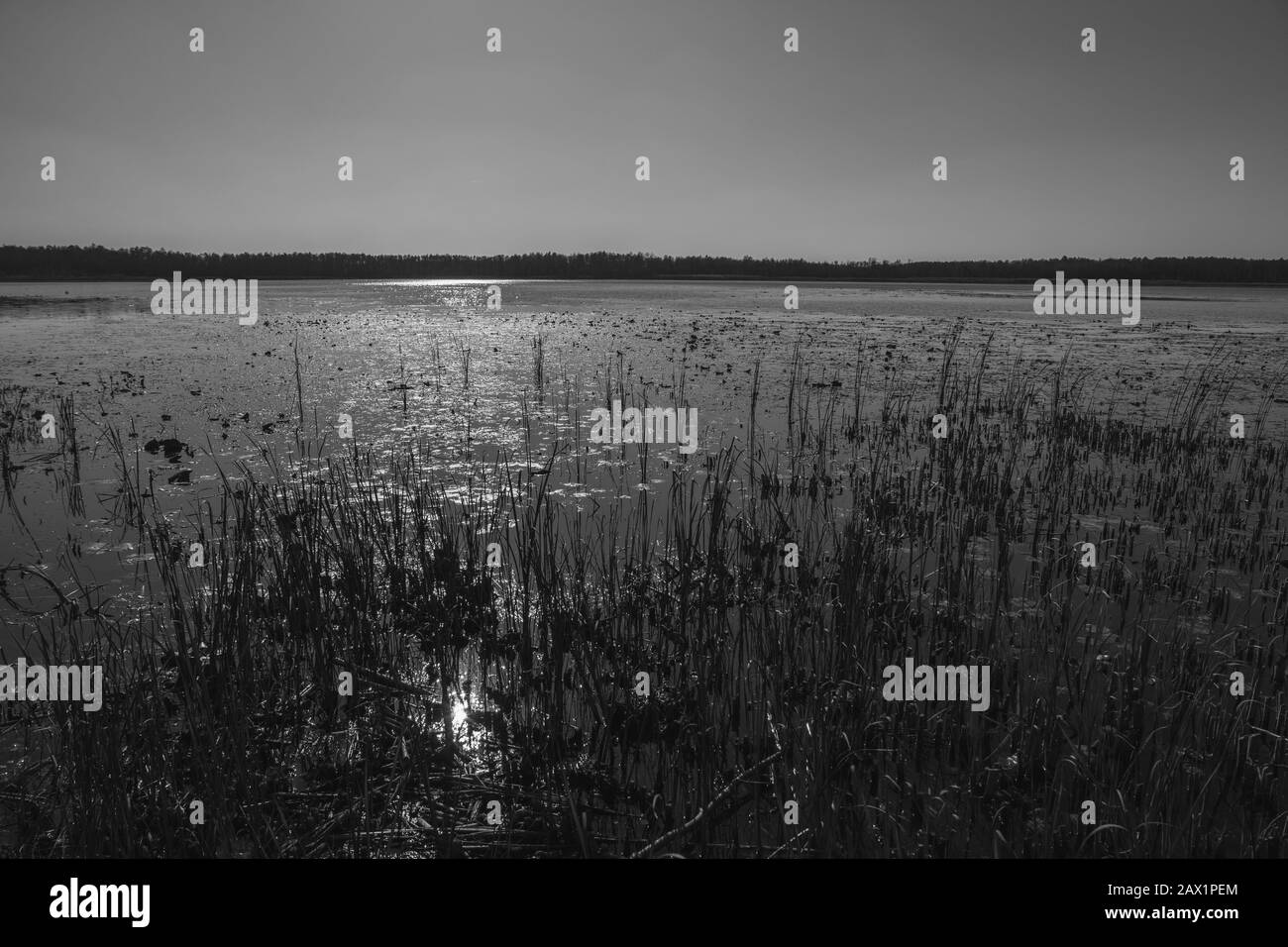 Dystrophic hi-res stock photography and images - Alamy