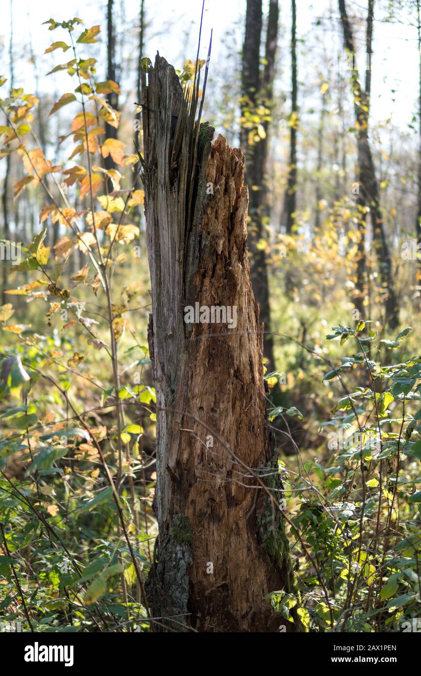 detail of old rotten tree trunk inside of a forest Stock Photo - Alamy