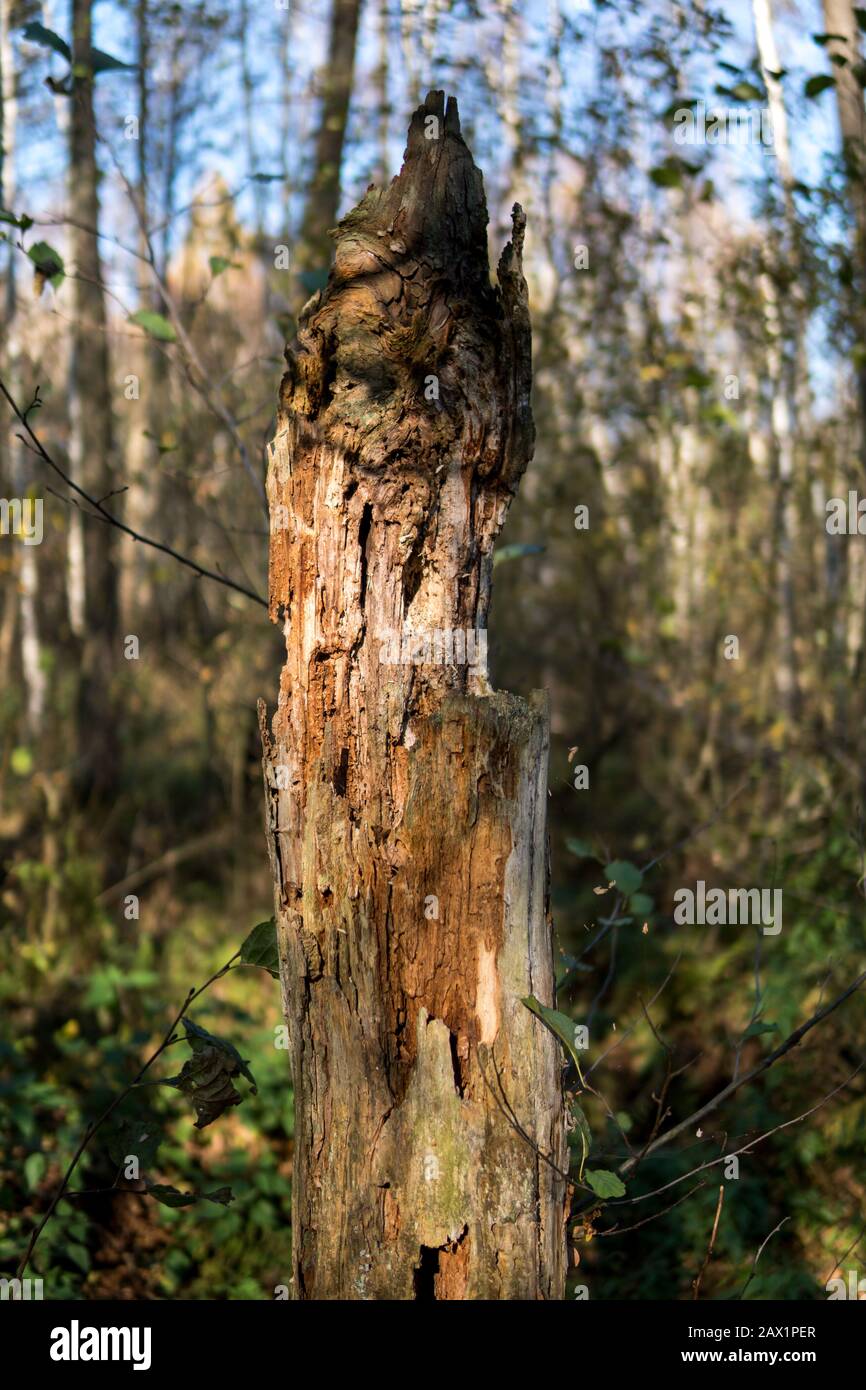detail of old rotten tree trunk inside of a forest Stock Photo - Alamy