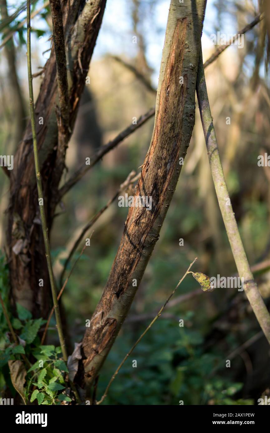 Tree damaged by deer that have been barked to mark their territory ...