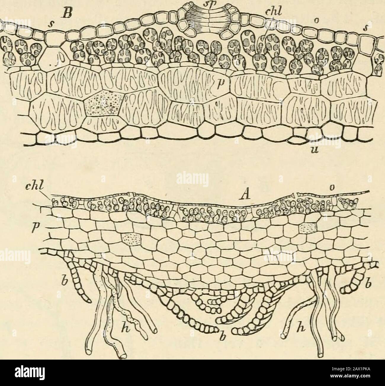 Stomata guard cells hi-res stock photography and images - Alamy