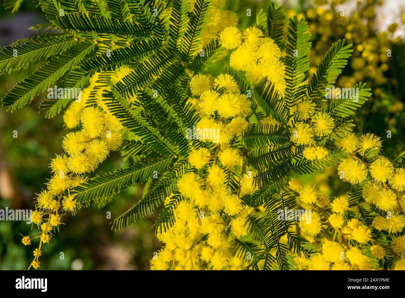 Mimosa flowers on tree - spring background. 8 march, women day symbol ...