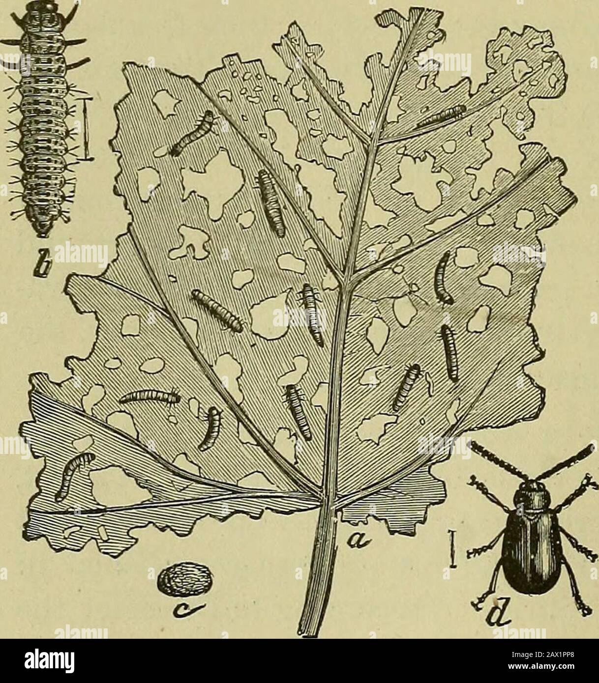 Insects and insecticidesA practical manual concerning noxious insects ...