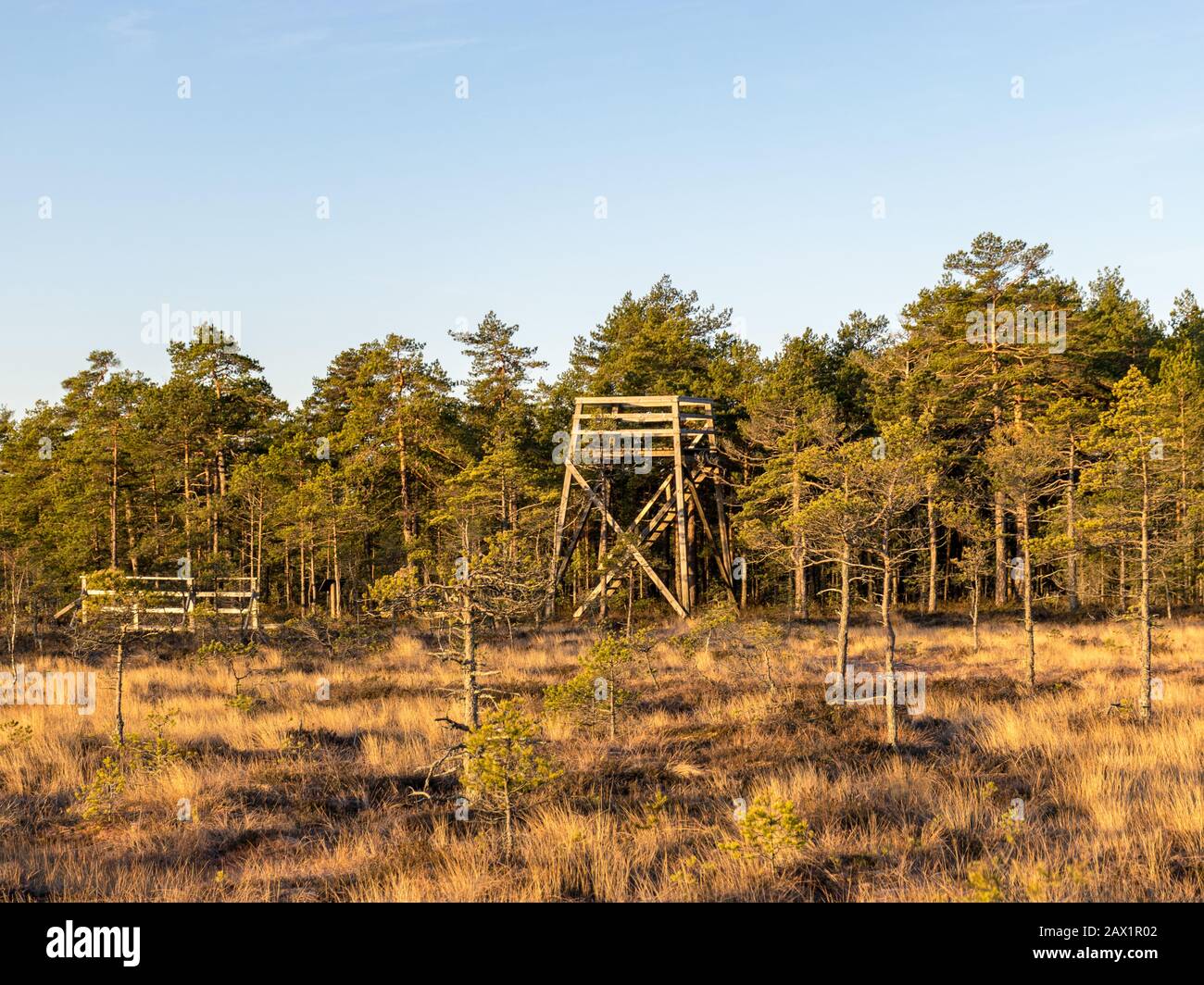 wooden observation tower in the bog Stock Photo - Alamy