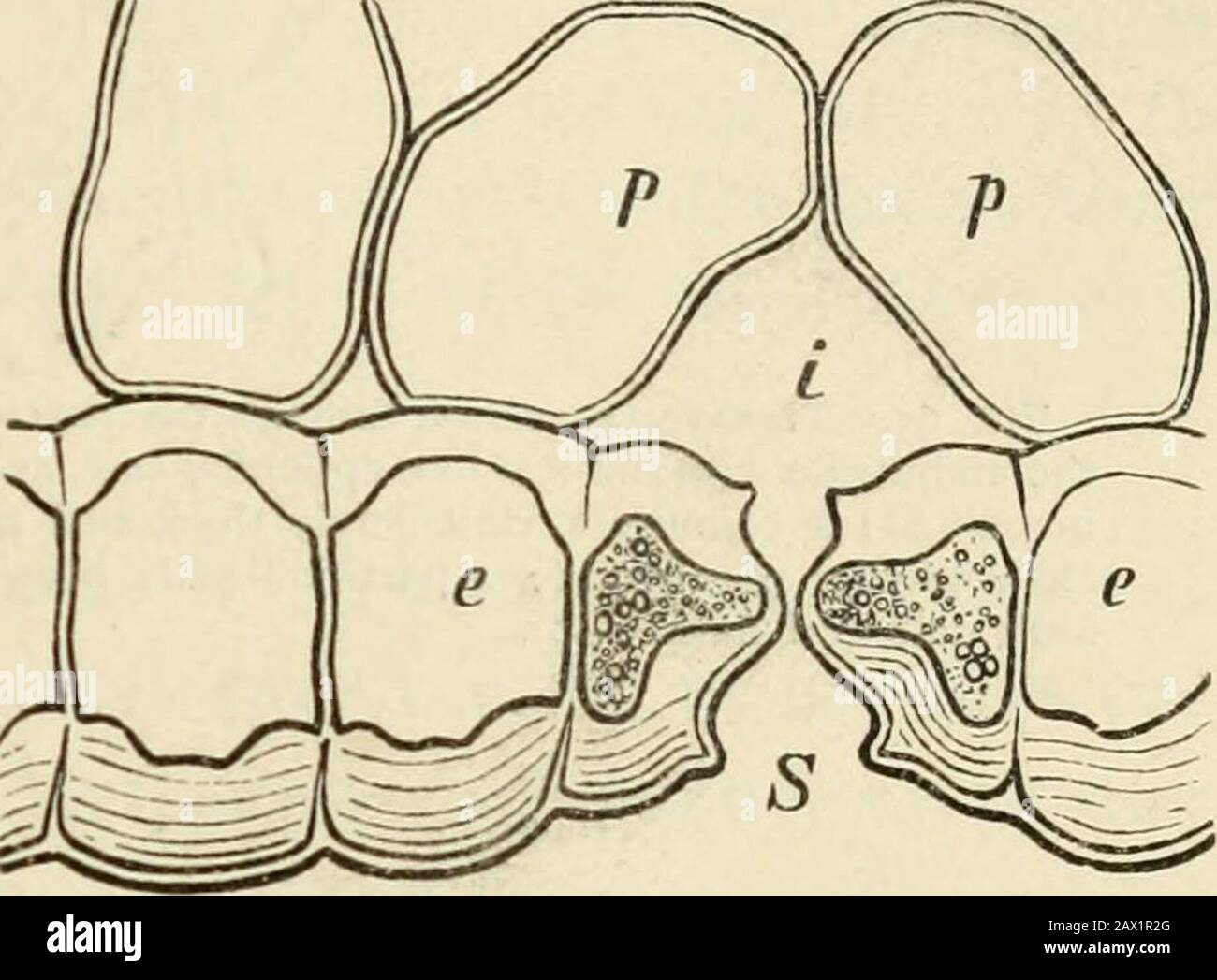 Transverse partition hi-res stock photography and images - Alamy