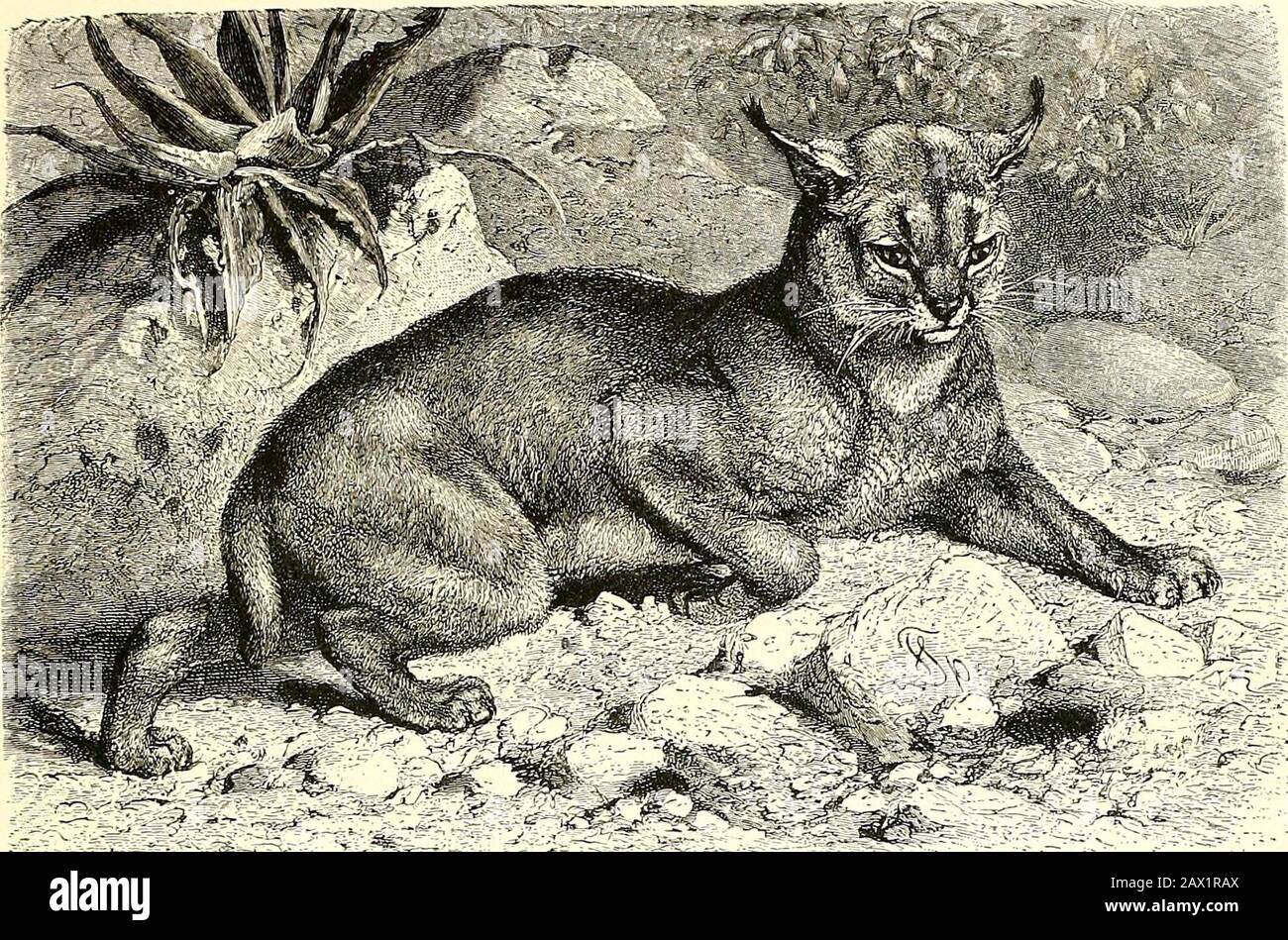 All about animalsFacts, stories and anecdotes . fuller and richer then ...