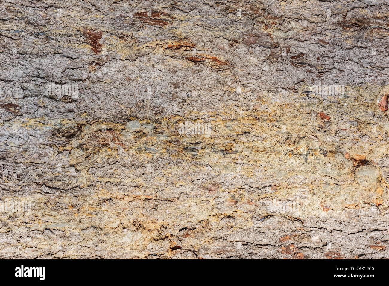 Pine tree bark texture. Surface of the old tree trunk Stock Photo - Alamy