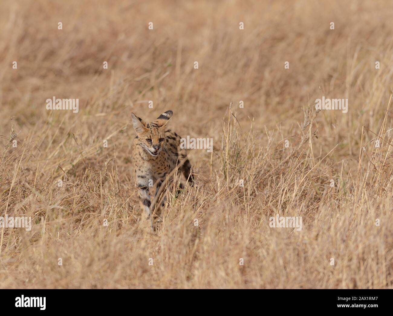 Serval hunting bird hi-res stock photography and images - Alamy