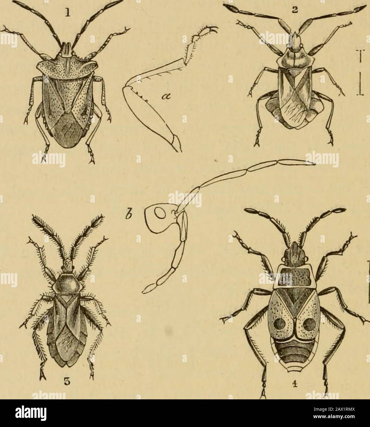 Bishops mitres hi-res stock photography and images - Alamy