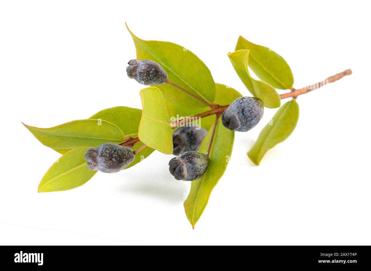 Evergreen myrtle tree myrtus communis Cut Out Stock Images & Pictures ...