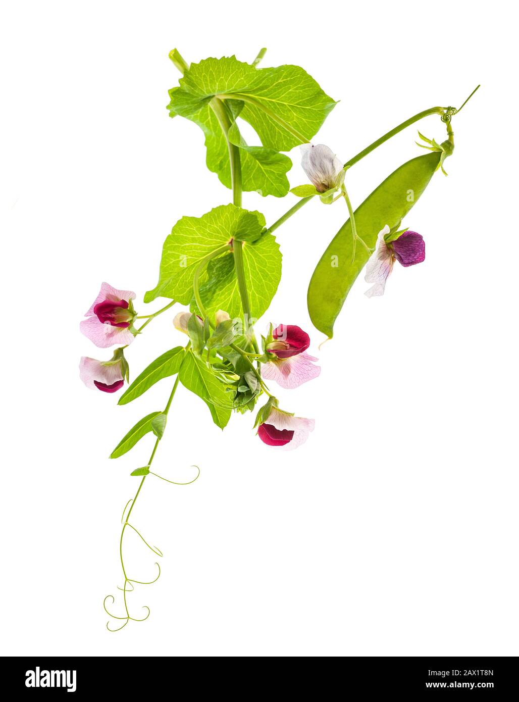 How plant peas Cut Out Stock Images & Pictures - Alamy