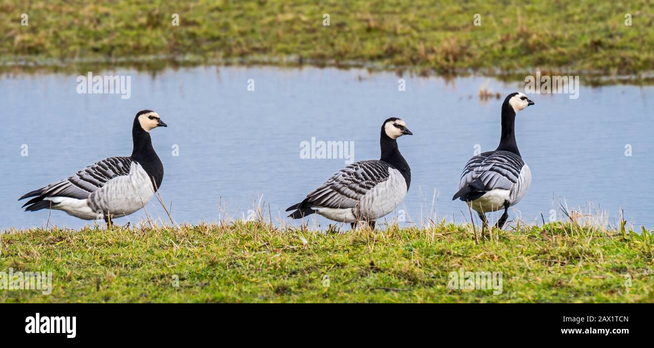 Three Barnacle geese (Branta leucopsis) foraging in wetland Stock Photo ...