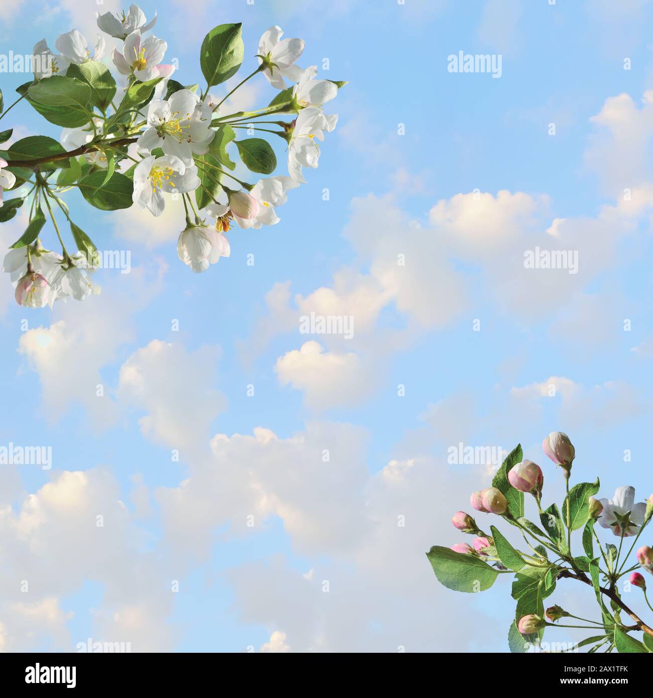 Spring blossoming branches of apple tree on blue sky background. Gentle ...