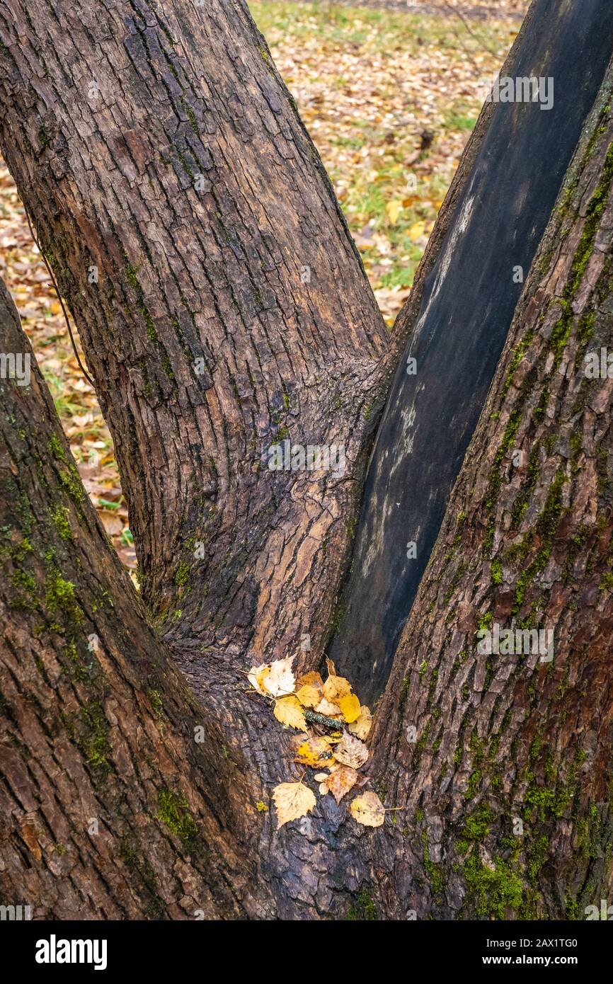 Wet trunks hi-res stock photography and images - Alamy