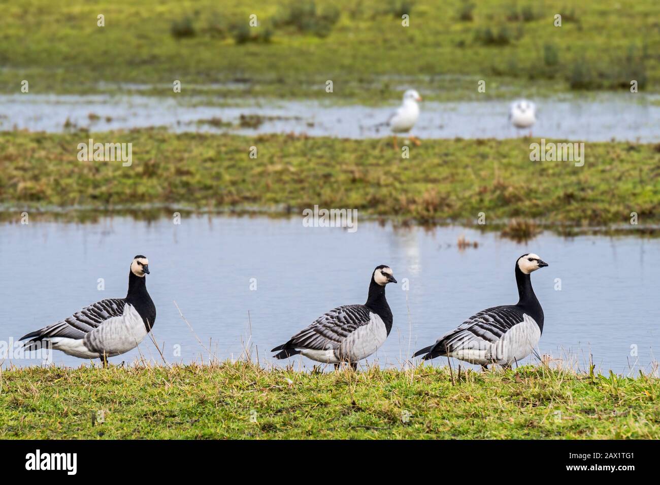 Three Barnacle geese (Branta leucopsis) foraging in wetland Stock Photo ...