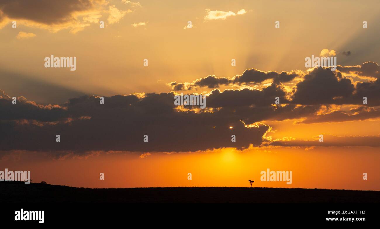 Very colourful sunset at Masai Mara, Kenya,Africa Stock Photo - Alamy