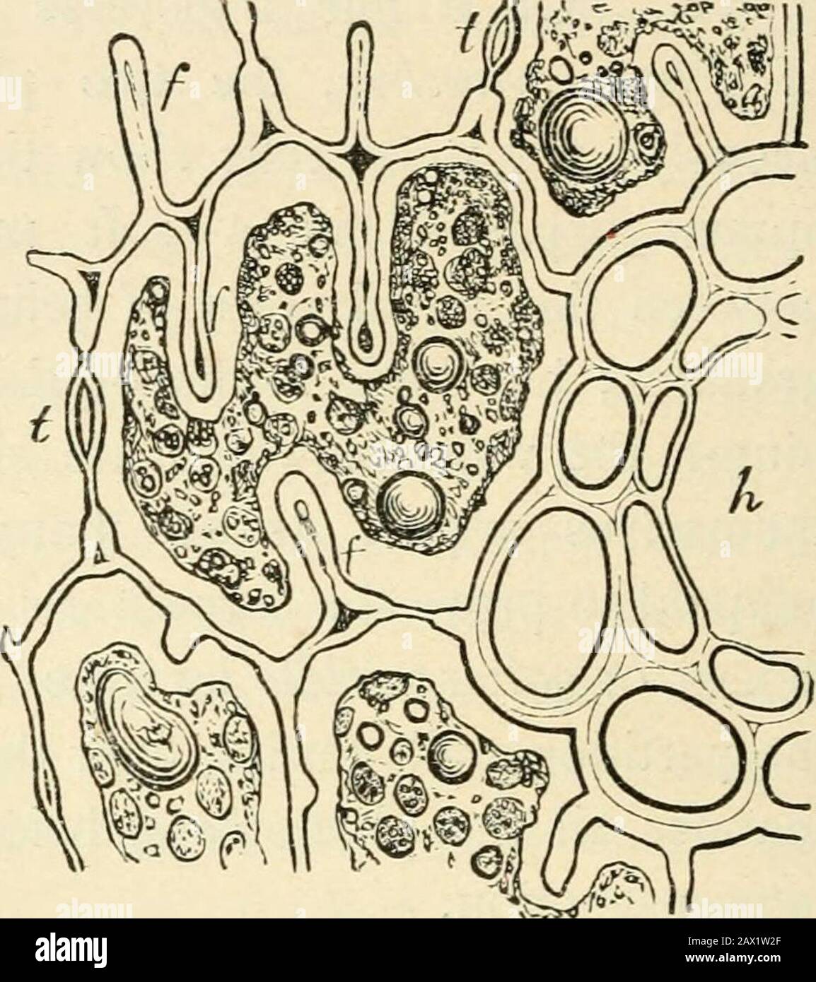 X cell 60 hi-res stock photography and images - Alamy