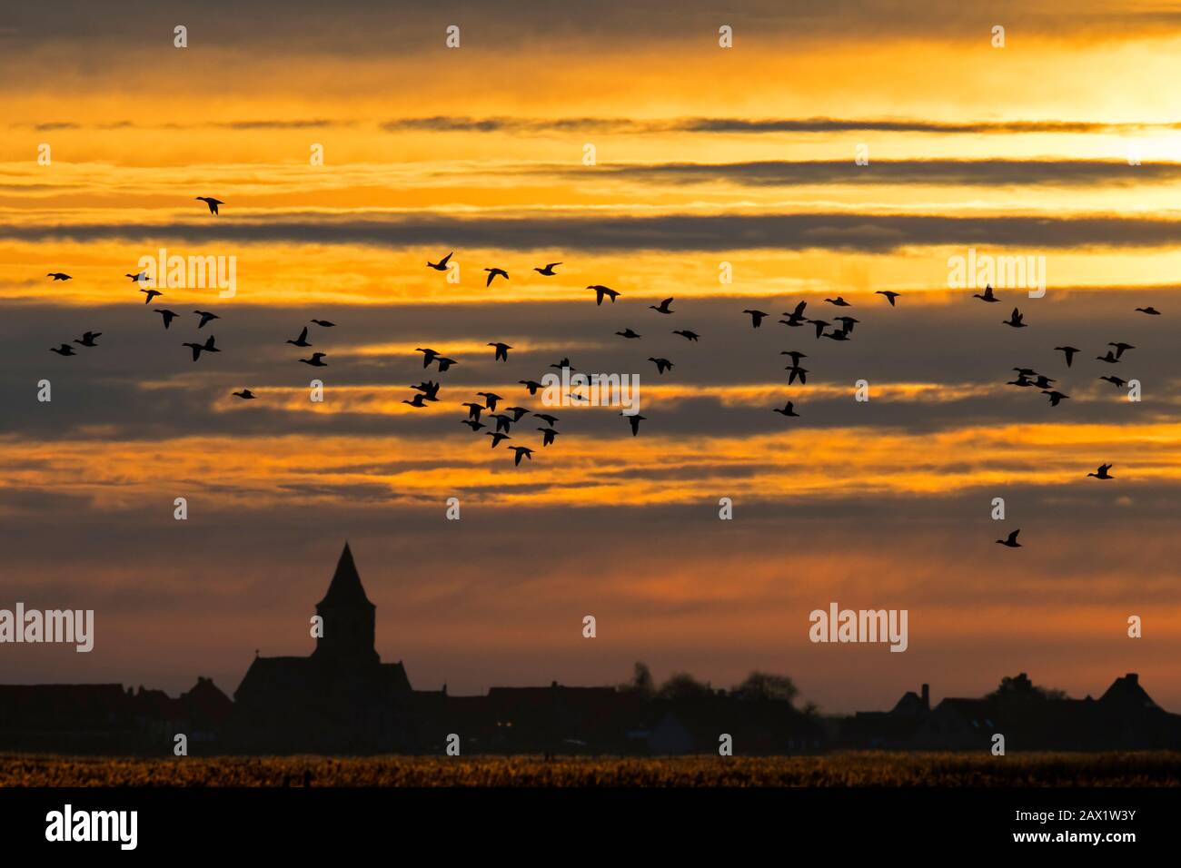 Flock of ducks silhouetted against sunset flying over field in winter ...