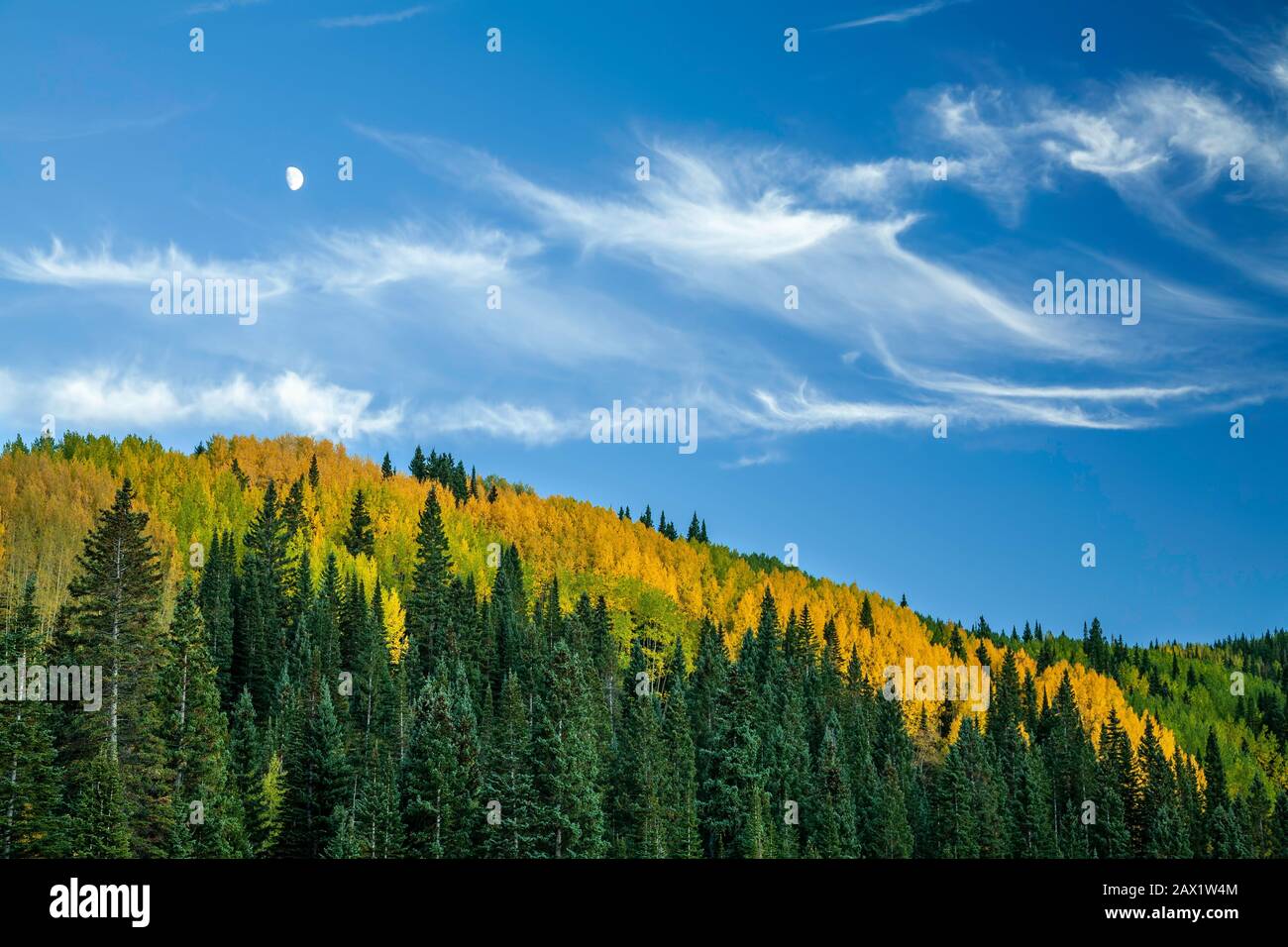 Moon over aspens in Fall, from Three Lakes Trail, Gunnison National ...