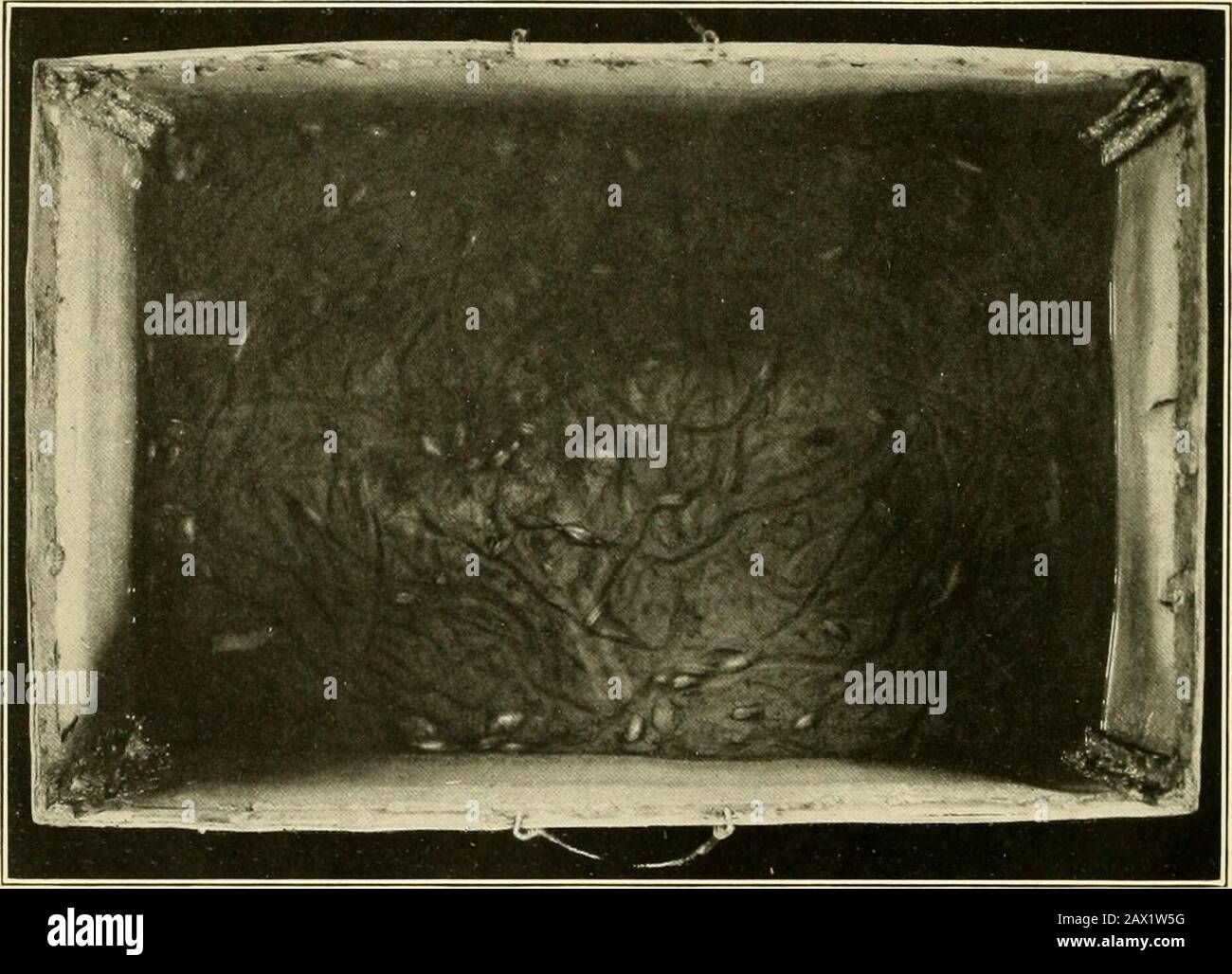 Natural history and propagation of fresh-water mussels . Fig. 1.—Rear ...