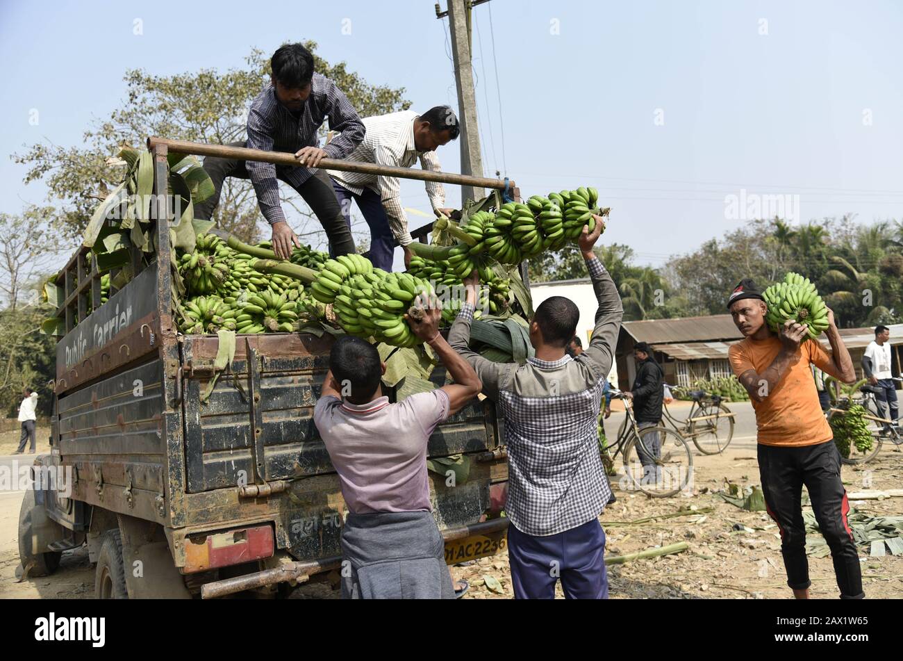 Loading banana hi-res stock photography and images - Alamy