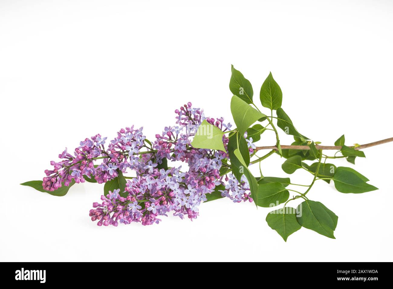 Common purple lilac syringa vulgaris hi-res stock photography and ...