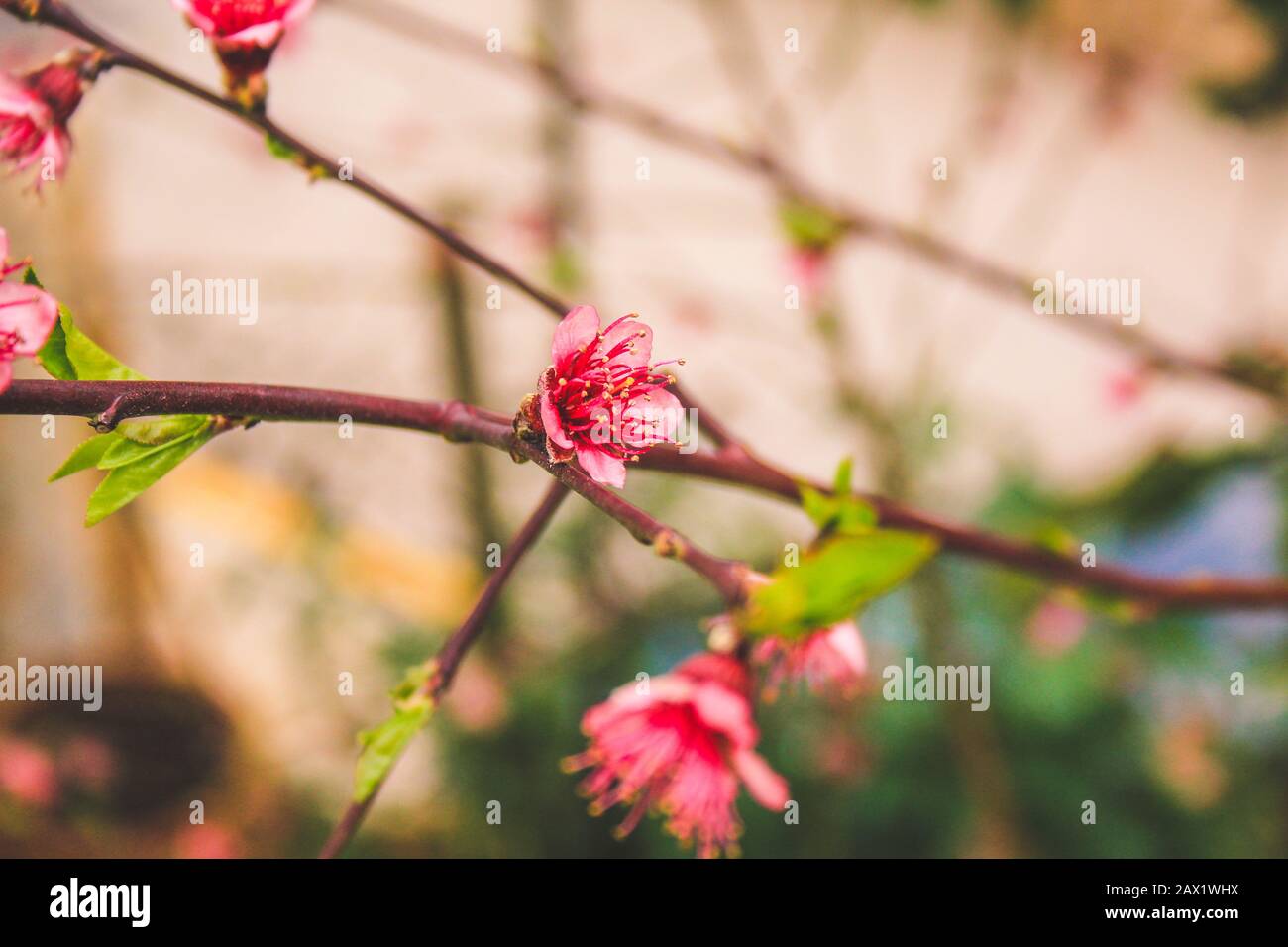 small pink fruit flowers on fruit tree, Mallorca, Spain Stock Photo - Alamy