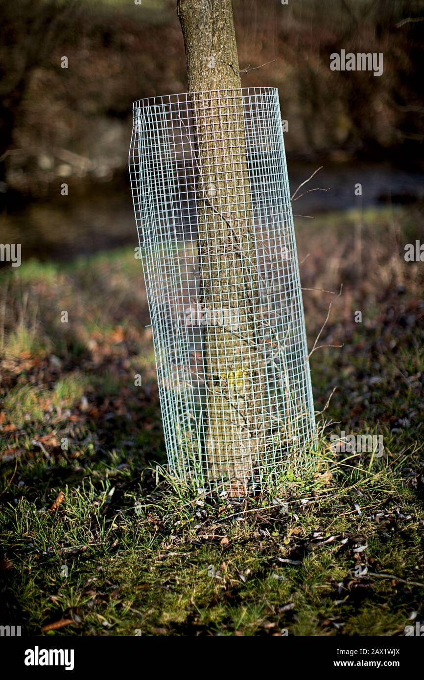 Tree sapling protection hi-res stock photography and images - Alamy