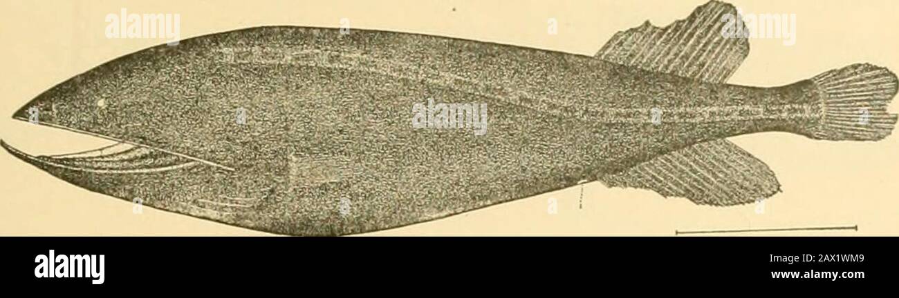 Phosphorescent organs of fishes hi-res stock photography and images - Alamy