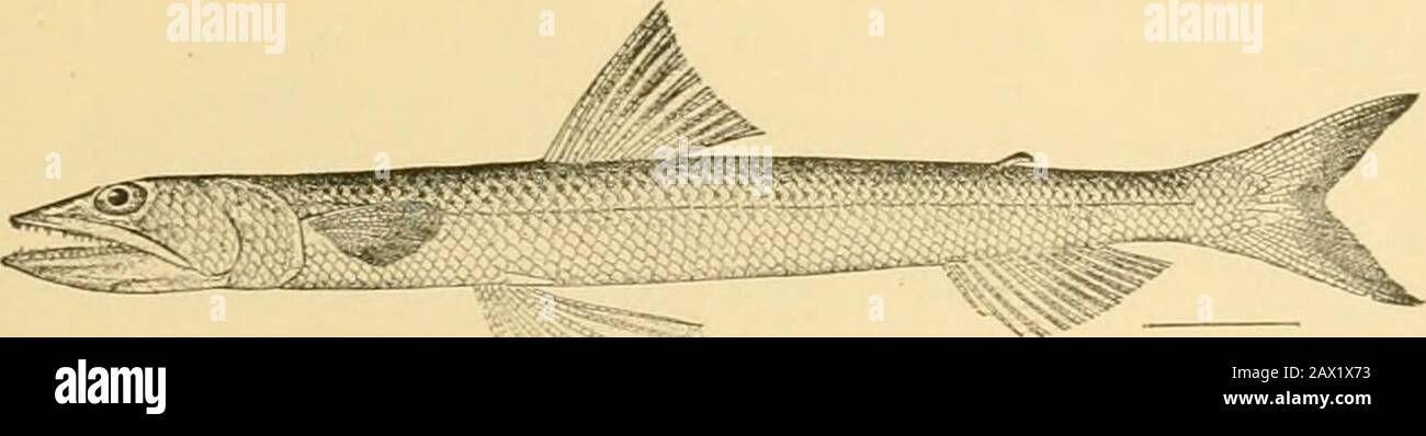 Fishes . e Iniomithe adipose fin of the Salmonidcz is retained. From ...