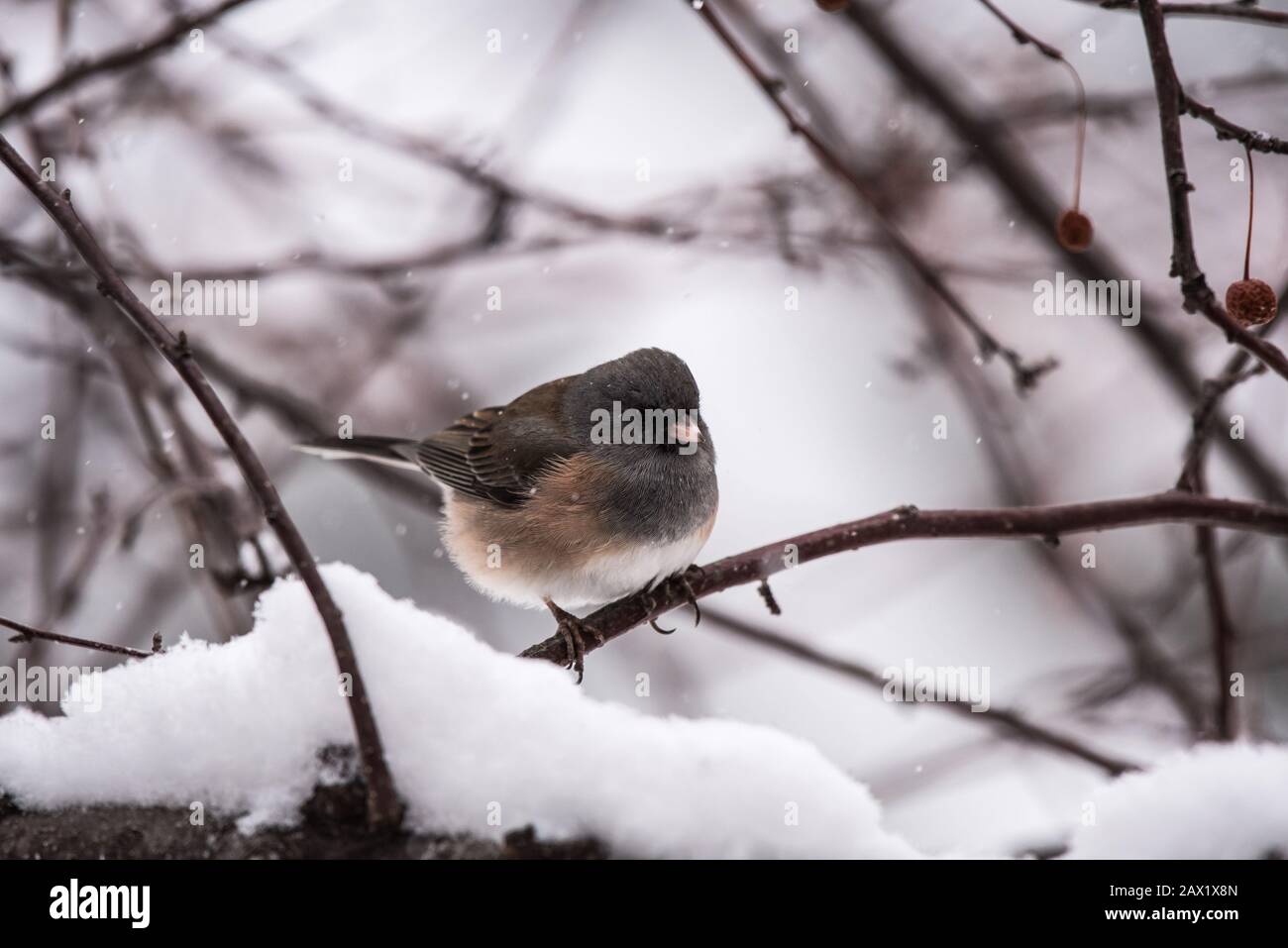 Dark eyed oregon juncos hi-res stock photography and images - Alamy