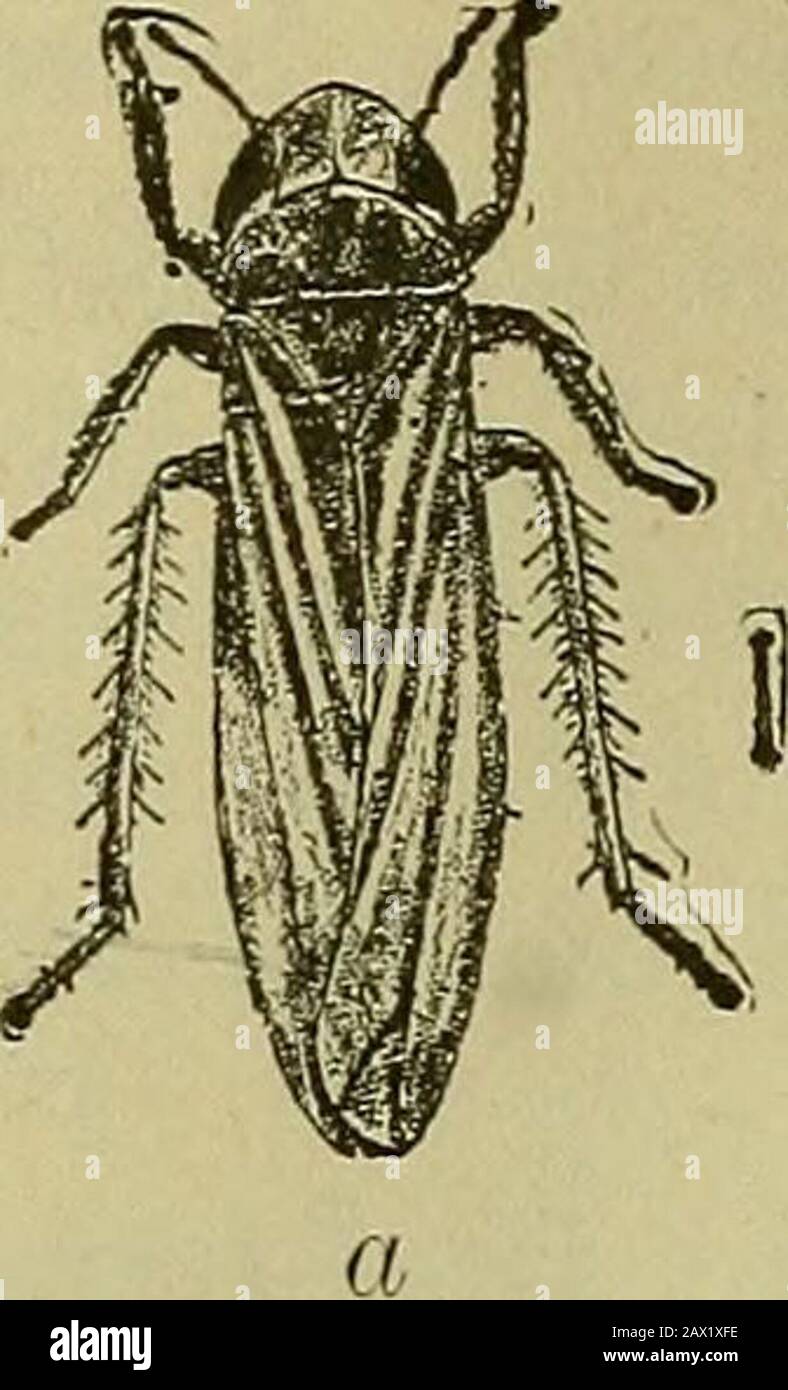 Curled currant leaves hi-res stock photography and images - Alamy