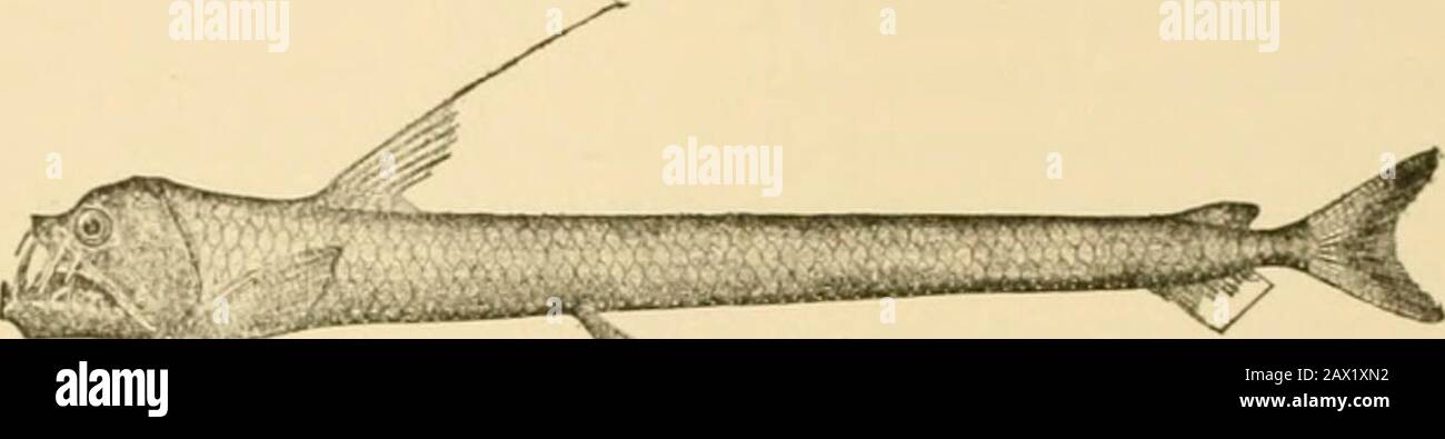 Stomias High Resolution Stock Photography and Images - Alamy