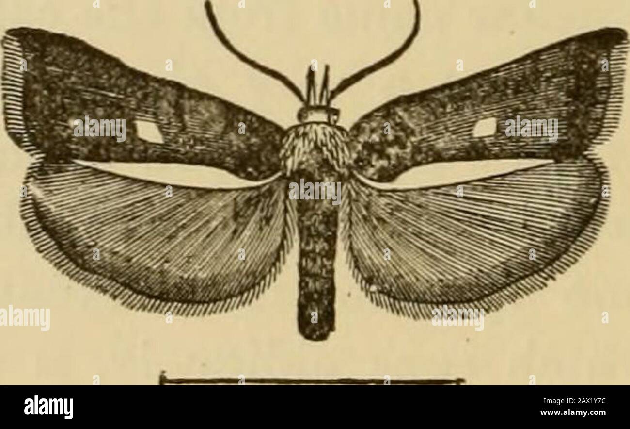 Cristana hi-res stock photography and images - Alamy