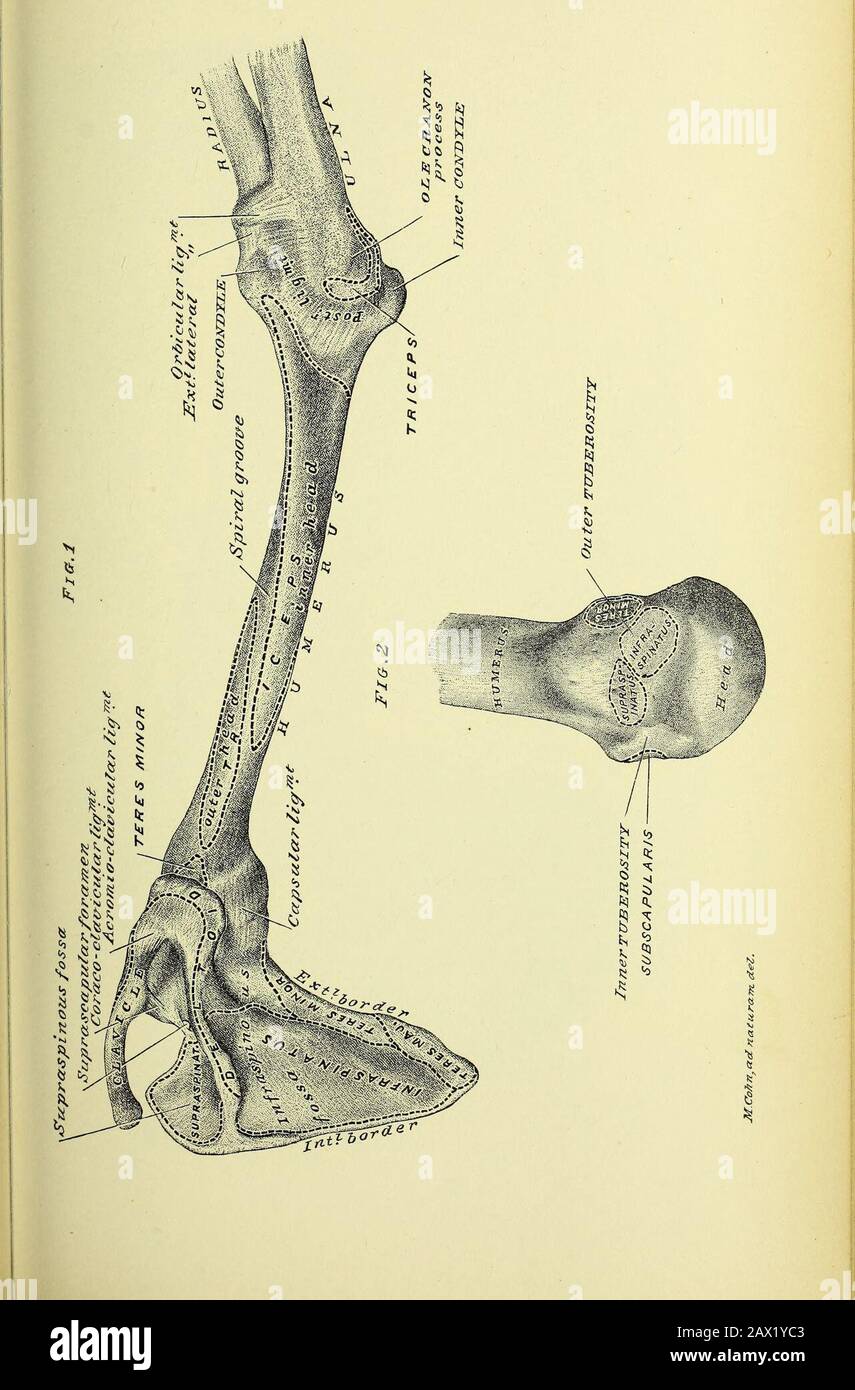 Practical human anatomy [electronic resource] : a working-guide for ...